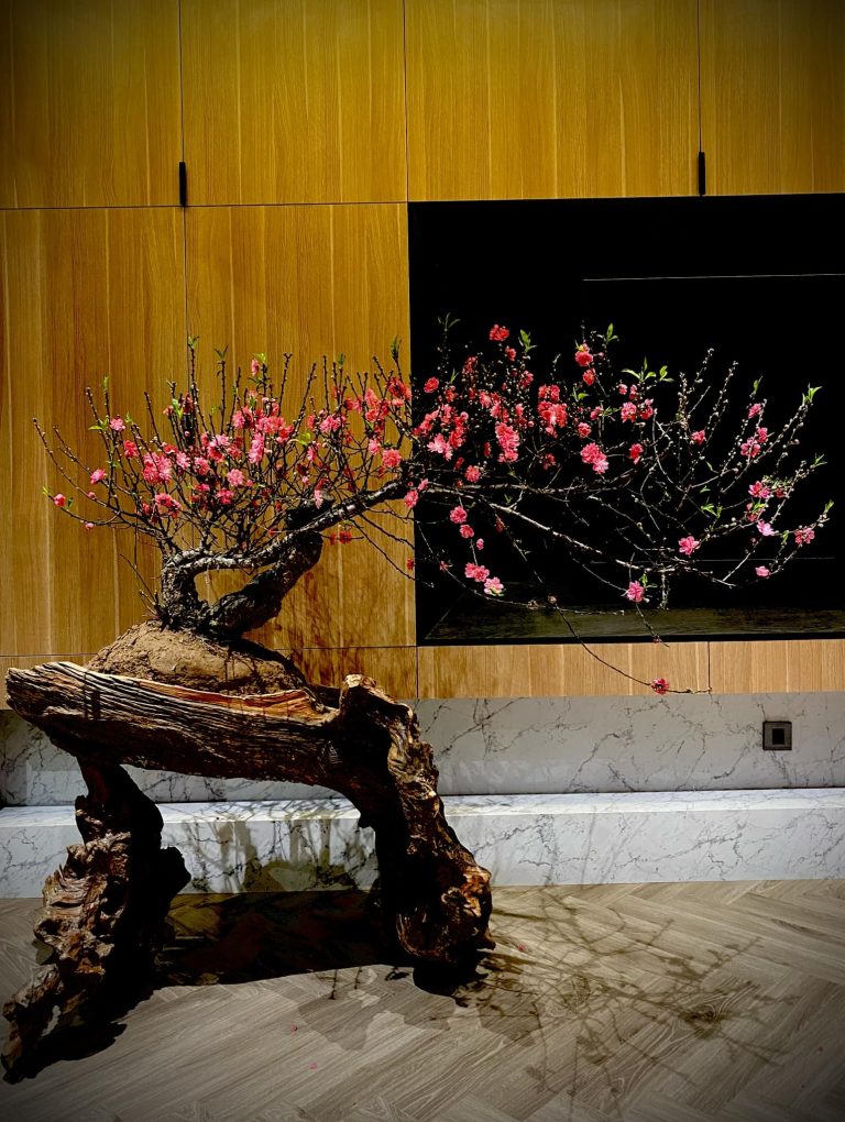 "Mãn Nhãn" Những Cành Đào Đẹp Nhất Tết Giáp Thìn 2024