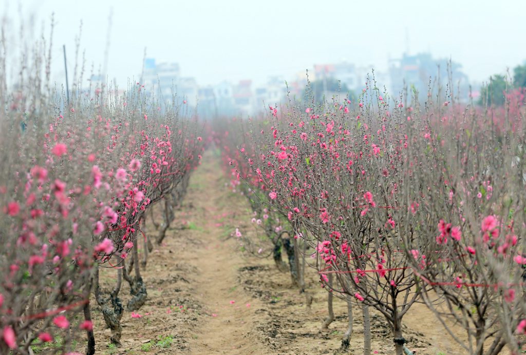 "Mãn Nhãn" Những Cành đào đẹp Nhất Tết Nhâm Dần 2022