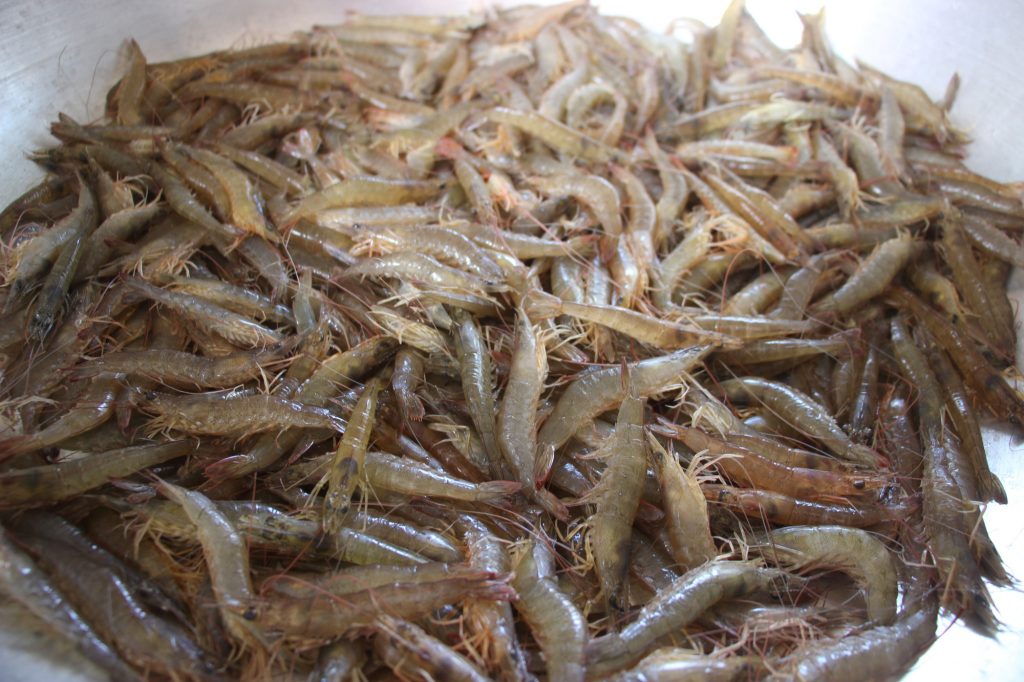 Cách Rang Tôm Đồng Ngon Giòn Bất Bại Của Bà Ngoại