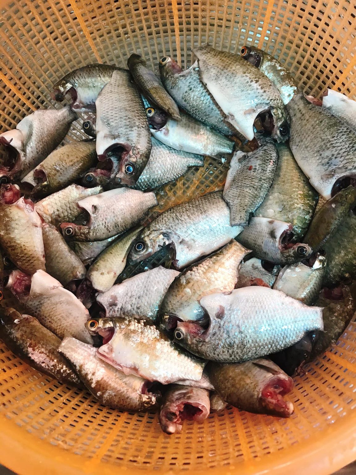 Cách Làm Cá Diếc Kho Tương Ngon Mềm Rục Xương