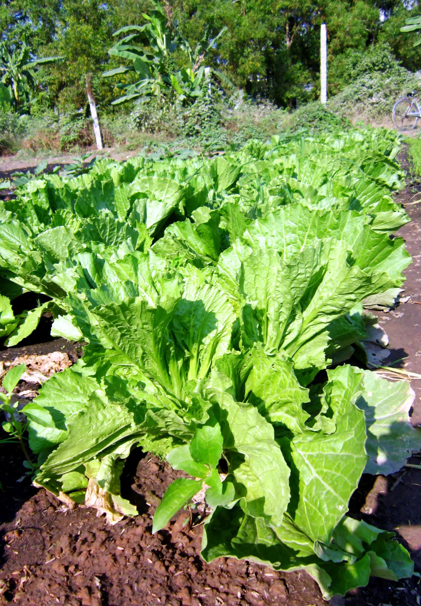 Phân Biệt 15 Loại Rau Cải Phổ Biến cho cô nàng "vụng về"